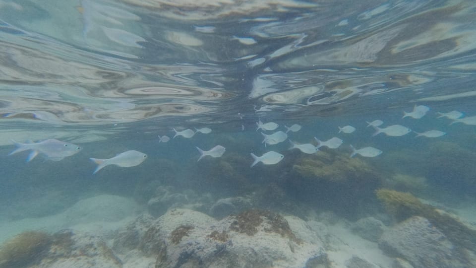 Easter island: Snorqueling tour on coral reefs | GetYourGuide