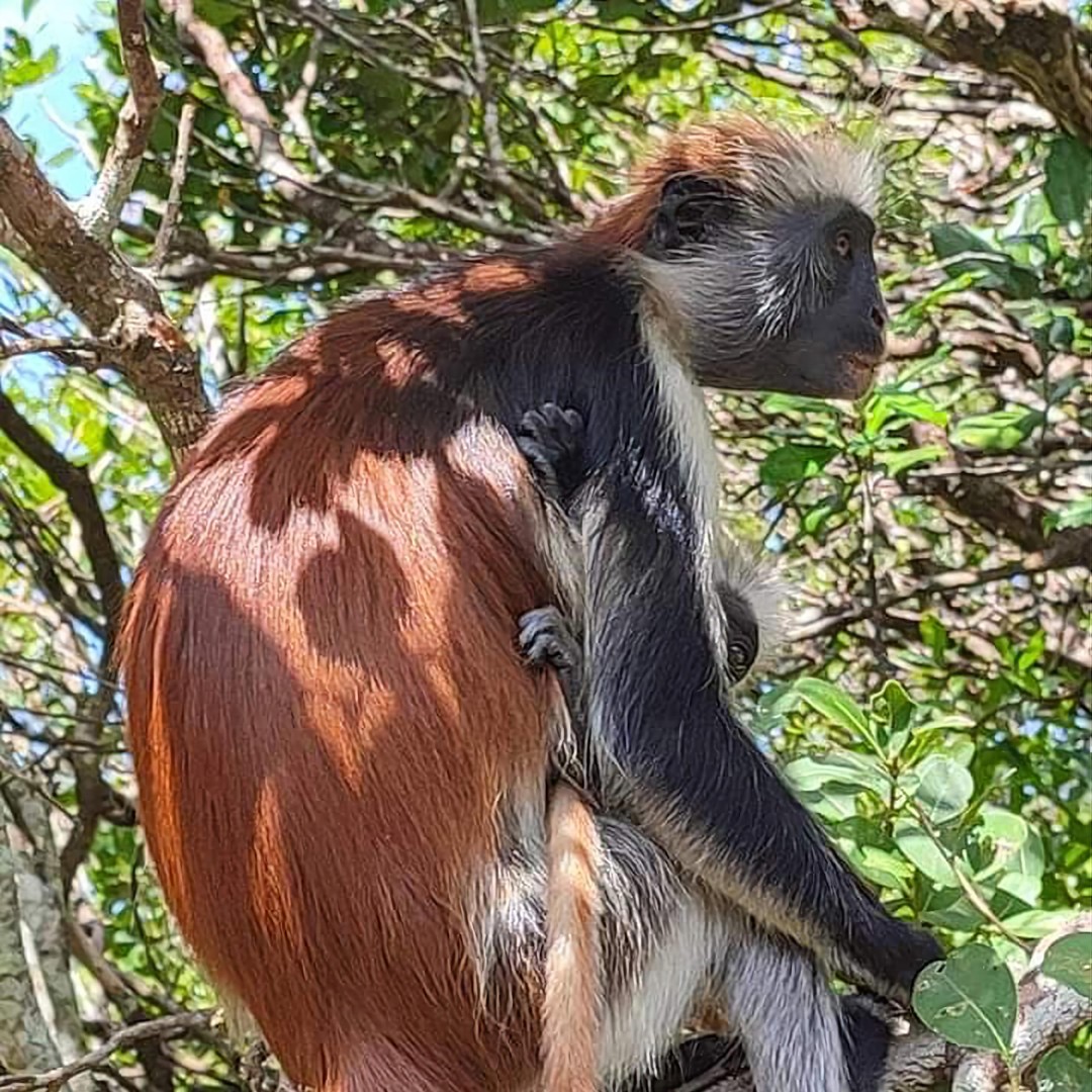 Zanzibar: fattoria delle spezie, foresta di Masingini e Stone Town ...