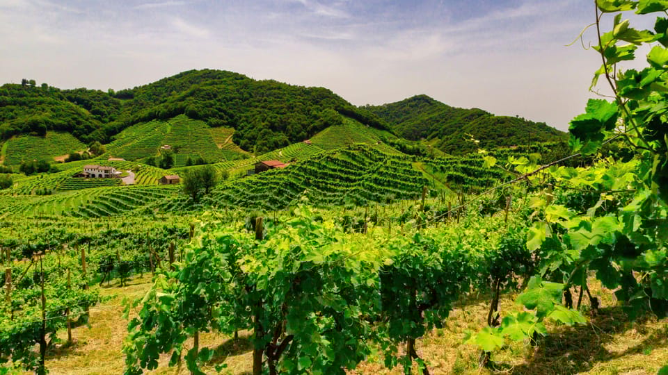 Private Tour from Venice to Hill of Prosecco | GetYourGuide