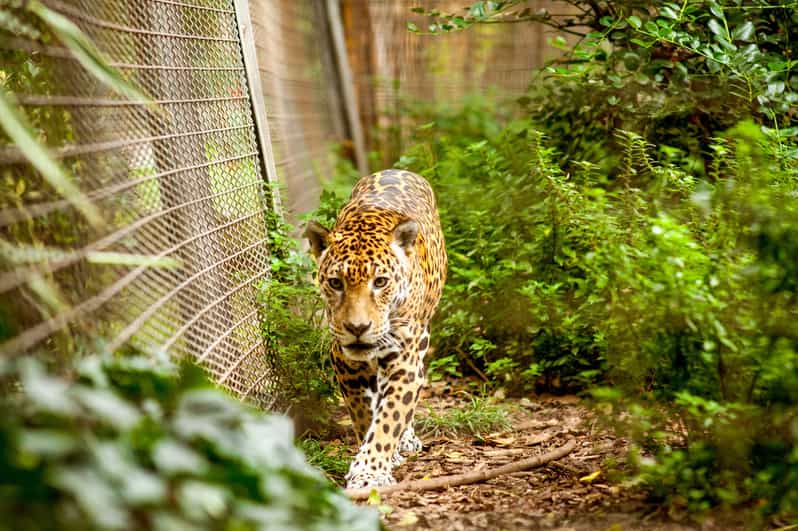 Barcelona Zoo Tickets | GetYourGuide