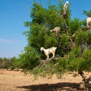 Agadir city tour: Taste argan Oil and gotes in argan trees | GetYourGuide