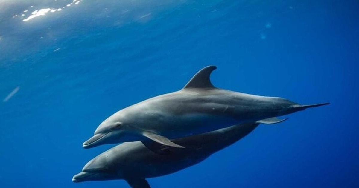 Zanzibar: gita di osservazione dei delfini e snorkeling a Kizimkazi ...