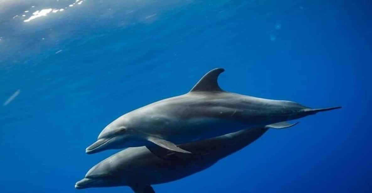 Zanzibar: gita di osservazione dei delfini e snorkeling a Kizimkazi ...