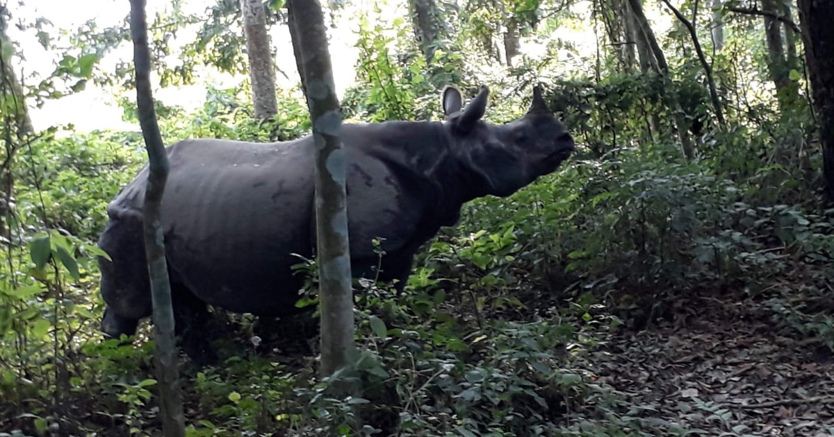 Private: Day Trip Canoeing, Jungle Walk, and Jeep Safari | GetYourGuide