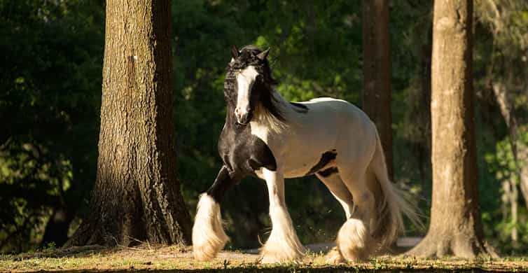Ocala: Gypsy Gold Horse Farm Horses & History Tour | GetYourGuide