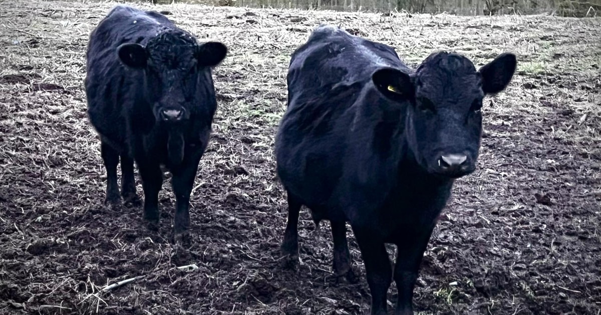 Conoce a los Mini Moos | GetYourGuide