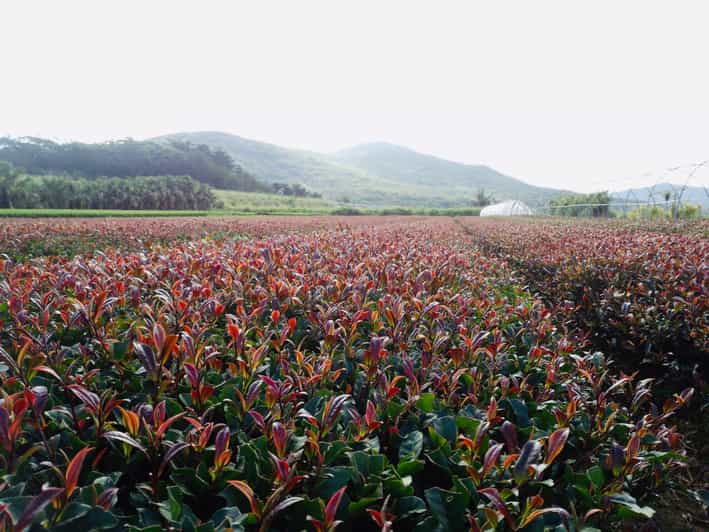 1-Day Purple Tea Farm Tour from Nairobi -Tea Tasting & lunch | GetYourGuide