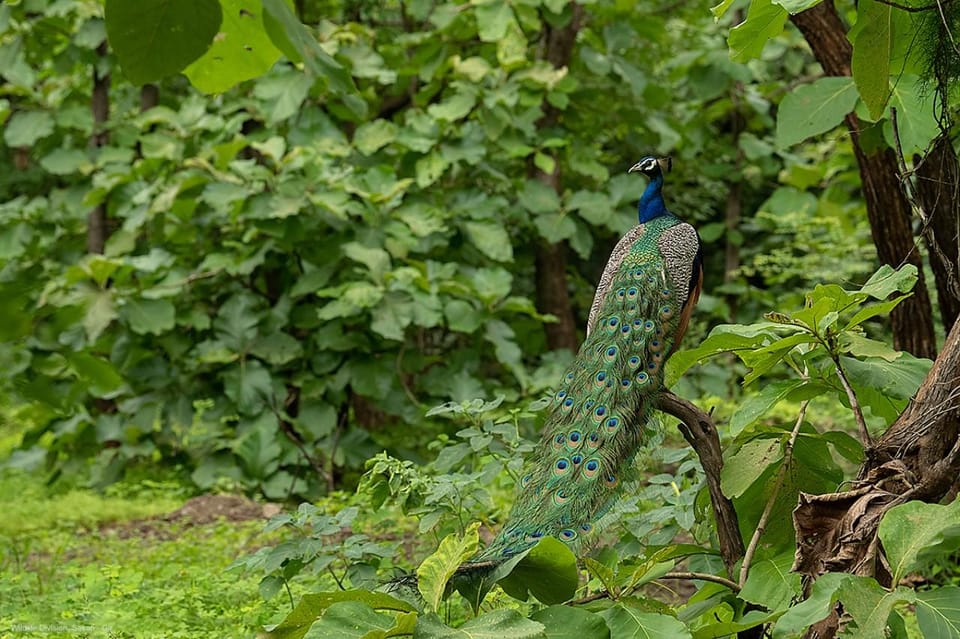 Gujarat: Devalia Park ( Devaliya ) Guided Jeep Safari | GetYourGuide