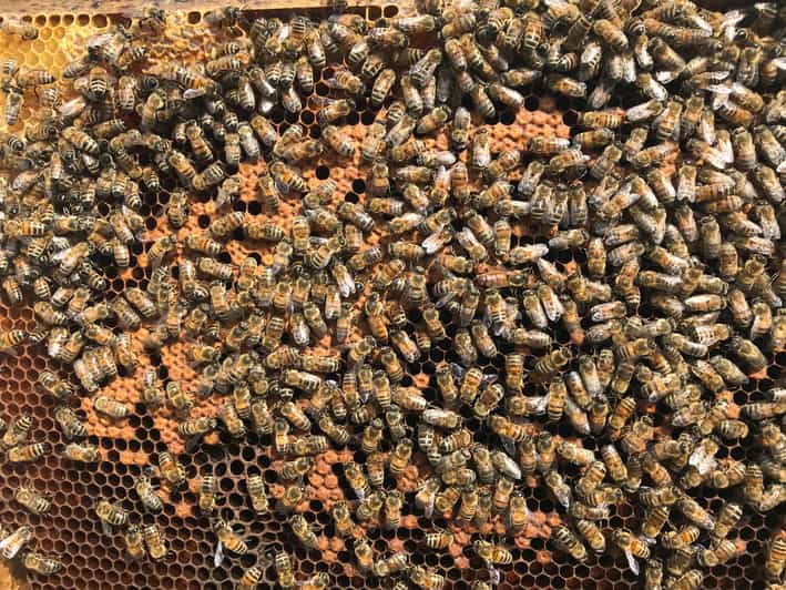 Denée : visit of beehives with tasting of local honey | GetYourGuide