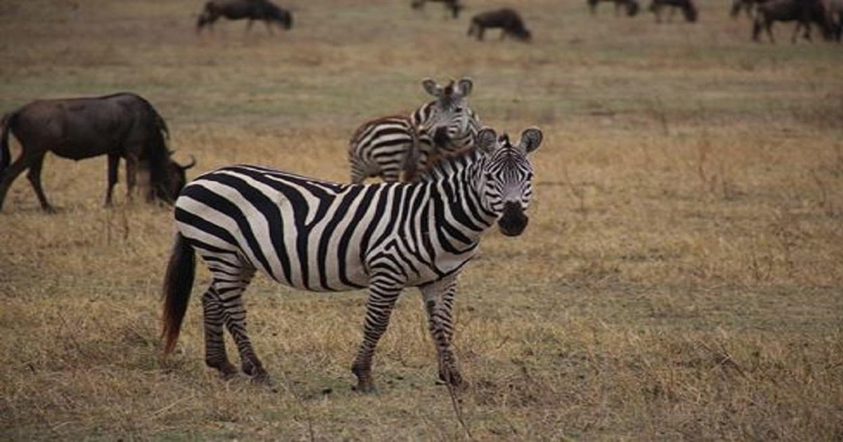 ARUSHA: 3-dniowa wycieczka do Arushy, nad jezioro Manyara i do ...
