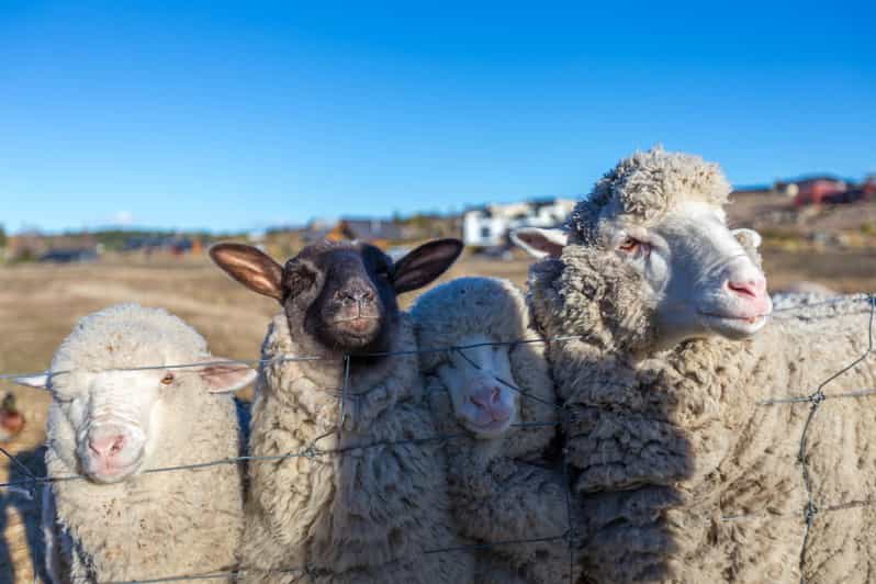 Lake Tekapo: Guided Petting Zoo Visit | GetYourGuide