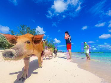 Nassau: Sun Cay and Swimming Pigs Boat Trip with Lunch | GetYourGuide