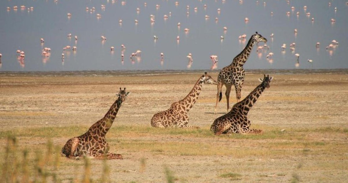 Arusha: Lake Manyara National Park Day Trip with Lunch | GetYourGuide
