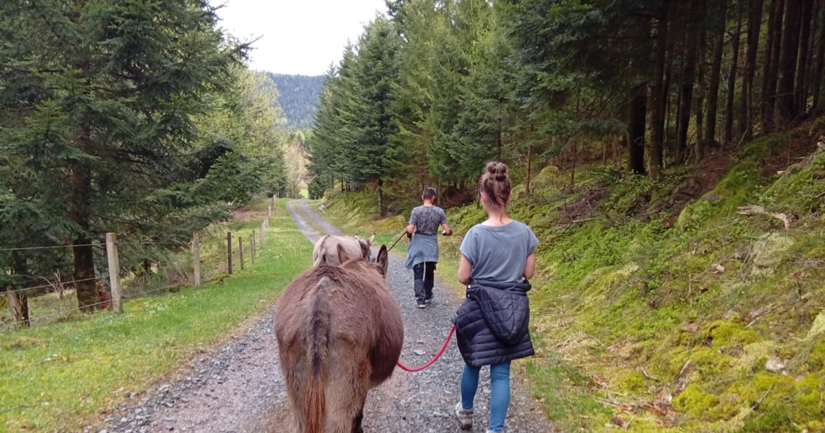 Luvigny: Donkey discovery walk | GetYourGuide