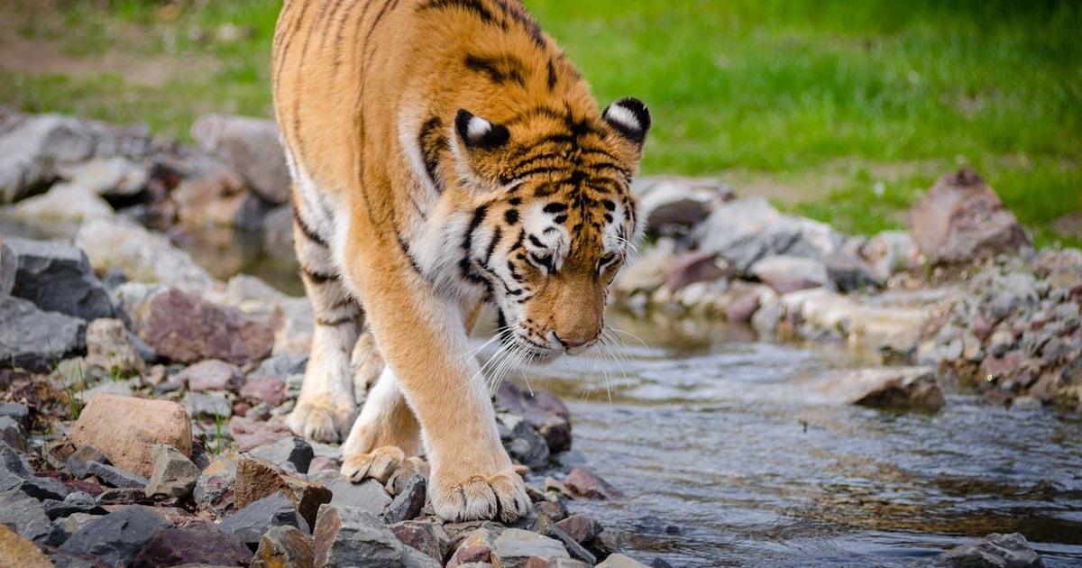 From Delhi: 4-Day Tiger Safari and Golden Triangle Tour | GetYourGuide