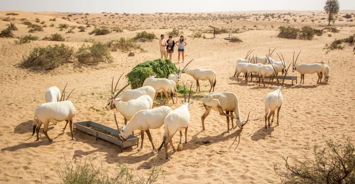 Dubaj: wycieczka do rezerwatu przyrody pustyni ze śniadaniem | GetYourGuide