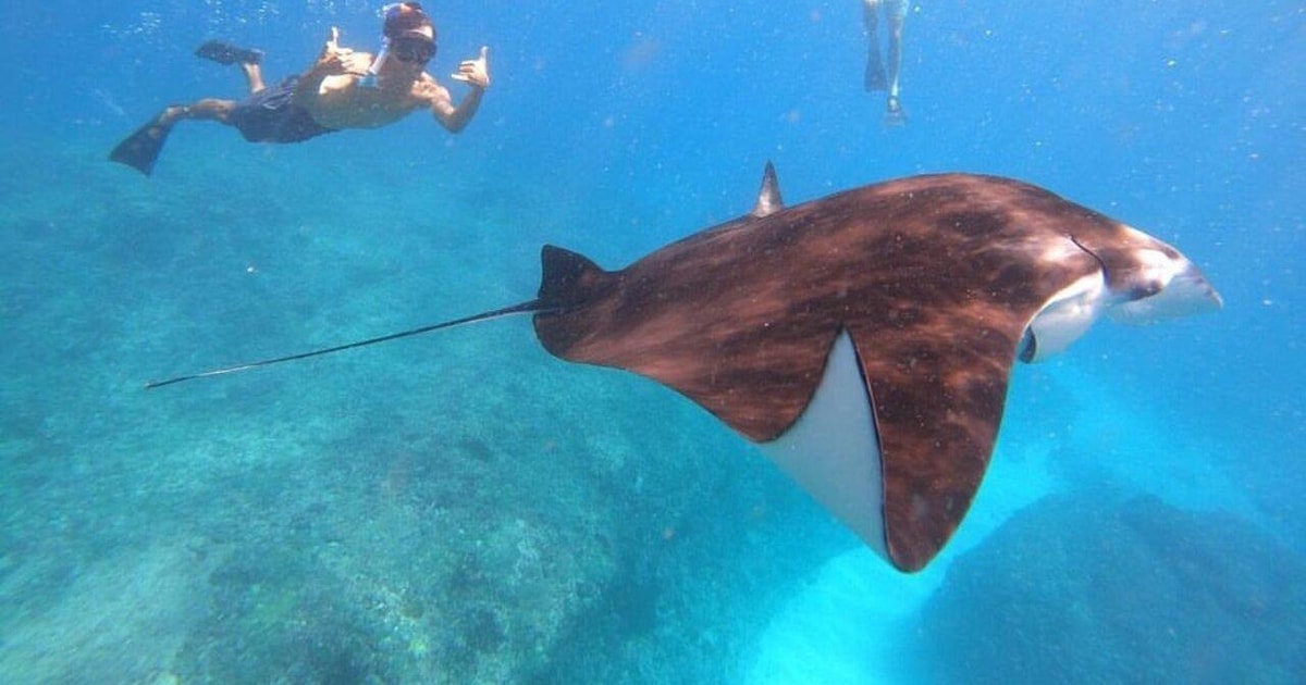 Bali: Snorkelen op Nusa Penida met Mantaroggen & Rondleiding | GetYourGuide