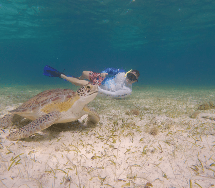 The Cozumel Turtle Sanctuary Snorkel Tour | GetYourGuide