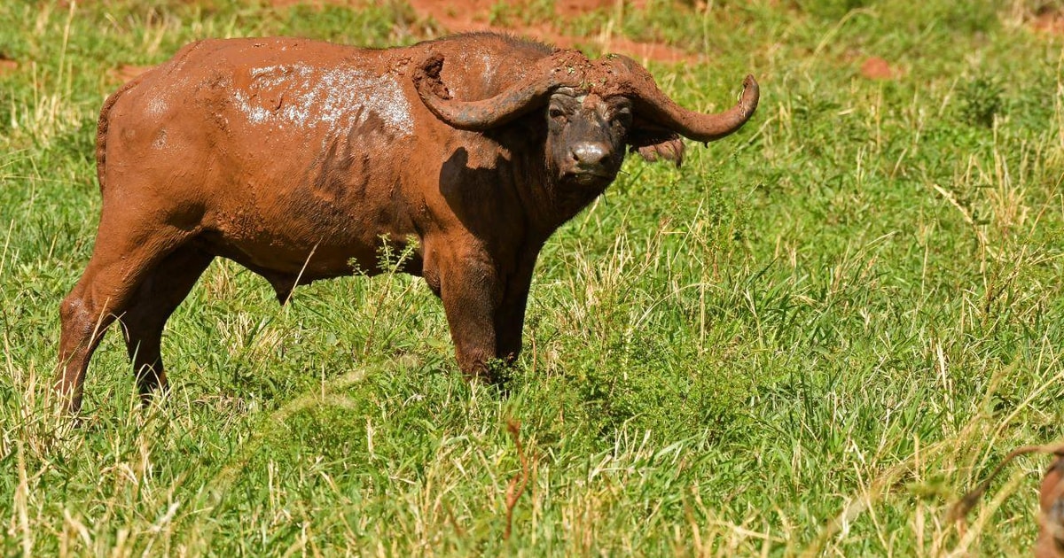 From Entebbe: 4-Day Safari to Murchison Falls and Aruu Falls | GetYourGuide