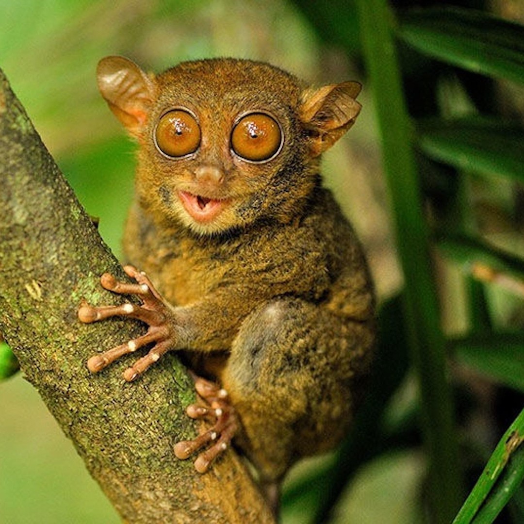 Μποχόλ: Tarsiers Tour | GetYourGuide