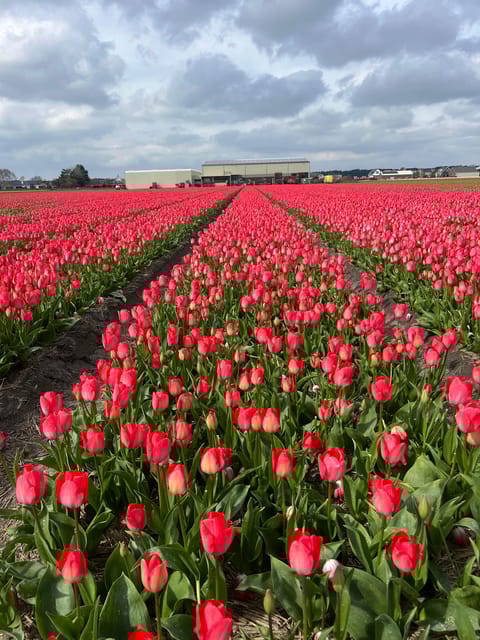 Lisse: Private Tulip Fields Tour with a Local Guide | GetYourGuide