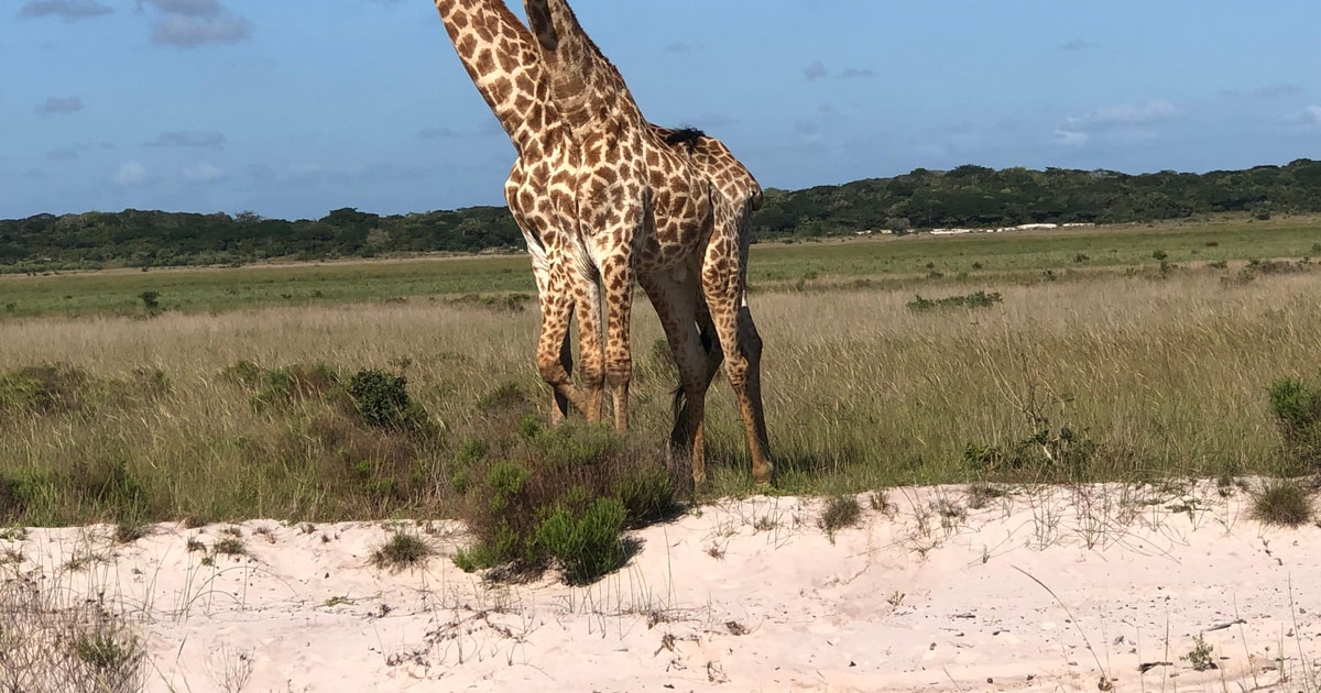 Parque Nacional de Maputo, | GetYourGuide