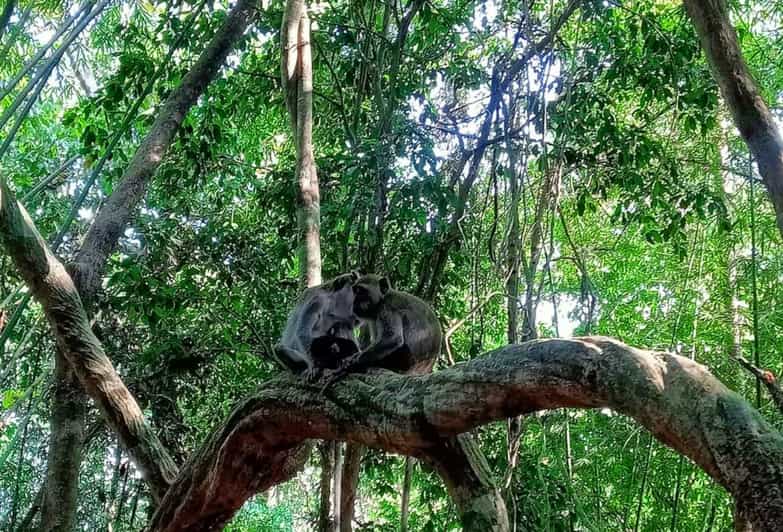 Khlong Sok: Khao Sok Waterfalls and Wildlife Half-Day Trek | GetYourGuide