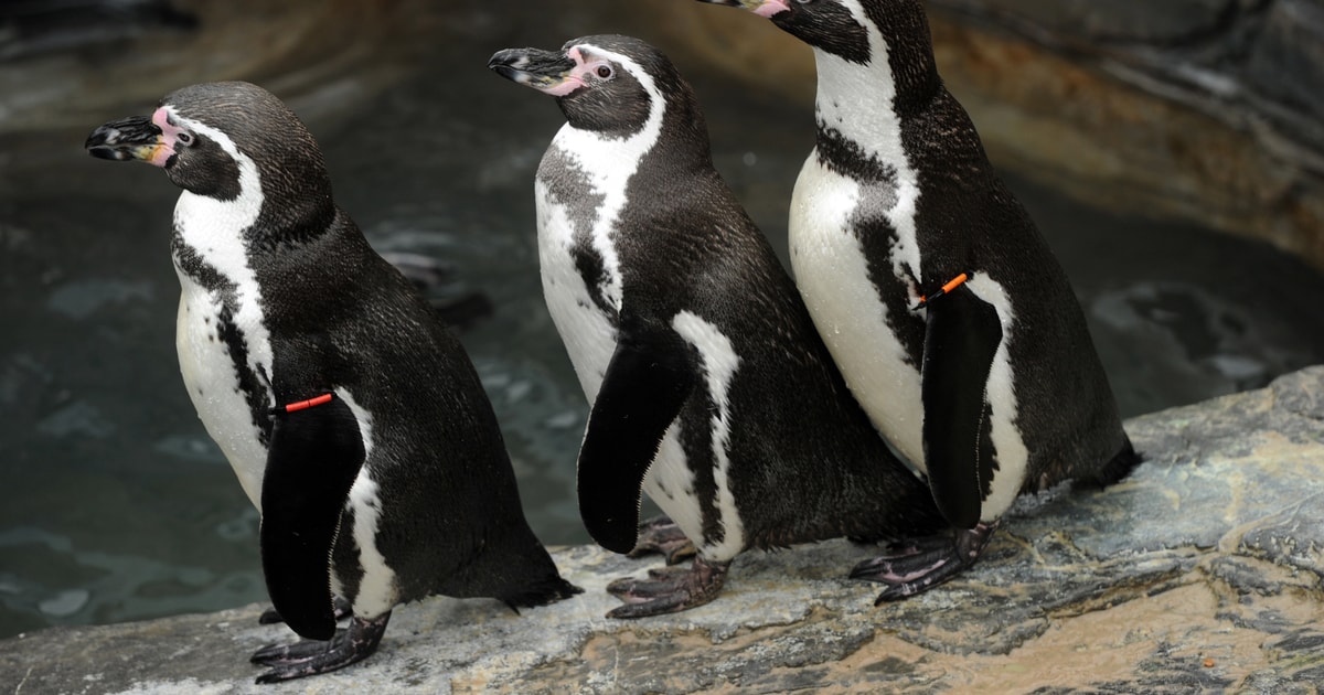 Scheveningen, The Hague: Sea Life Entry Ticket | GetYourGuide