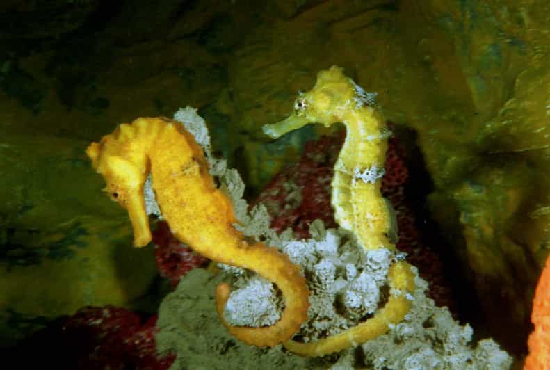 Scheveningen, The Hague: Sea Life Entry Ticket | GetYourGuide