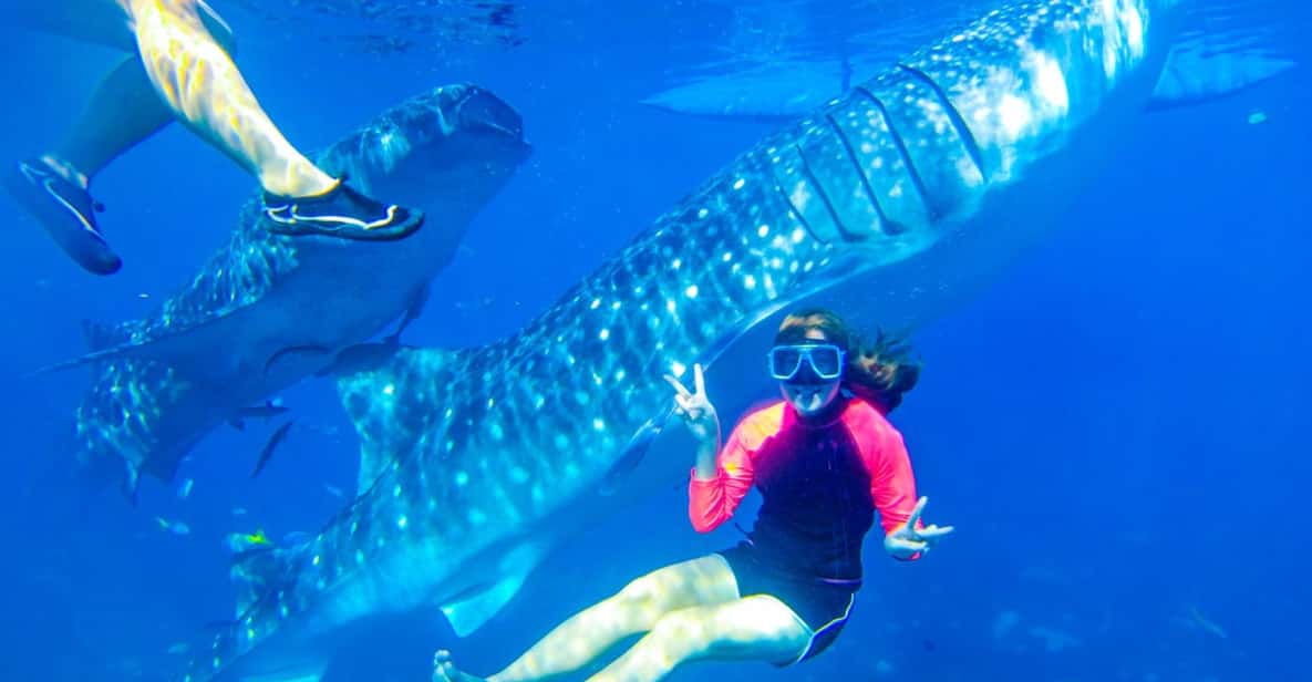 Cebu: Oslob Whale Sharks & Kawasan Canyoneering Group Tour | GetYourGuide