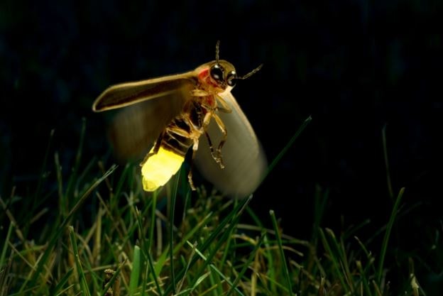 Kuala Lumpur: Fireflies & Blue Tears Tour with Seafood Meal | GetYourGuide