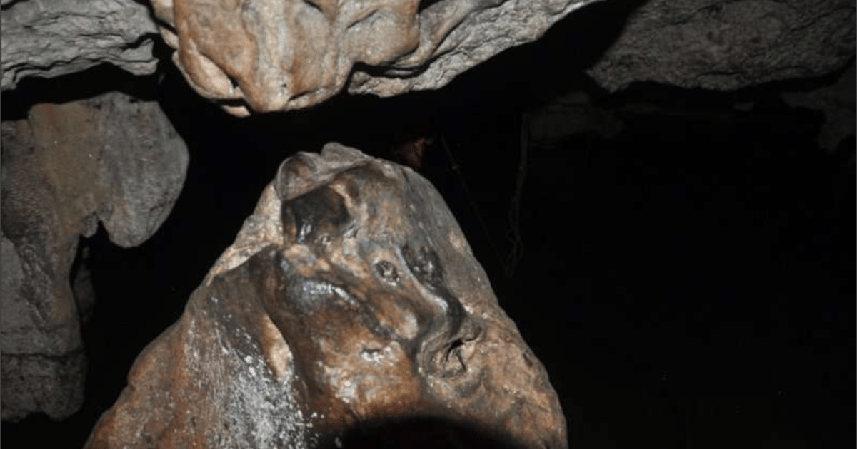 Zanzibar: Miza wa Miza Cave , Jozani forest &Salam Cave | GetYourGuide