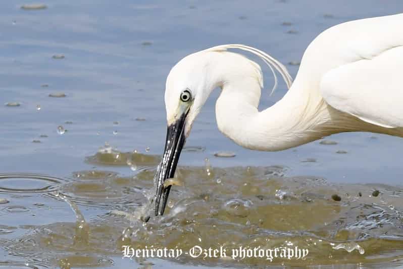 Chichester Harbour: hiking and birding from London | GetYourGuide