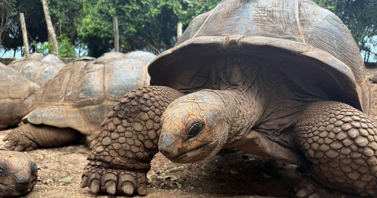 Sansibar: Prison Island Tour mit Schildkrötenreservat | GetYourGuide
