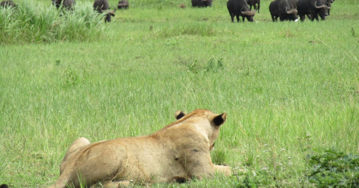 2-Days Akagera Game Drive with a Boat Ride. | GetYourGuide