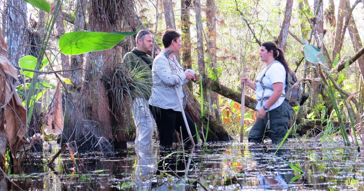 Everglades: 1.5 Hour Group Swamp Walk | GetYourGuide