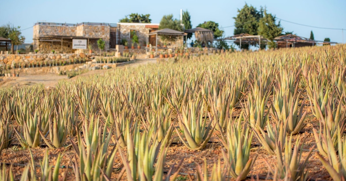 Descubre el Aloe: Paseo por la granja y taller de aceites esenciales ...