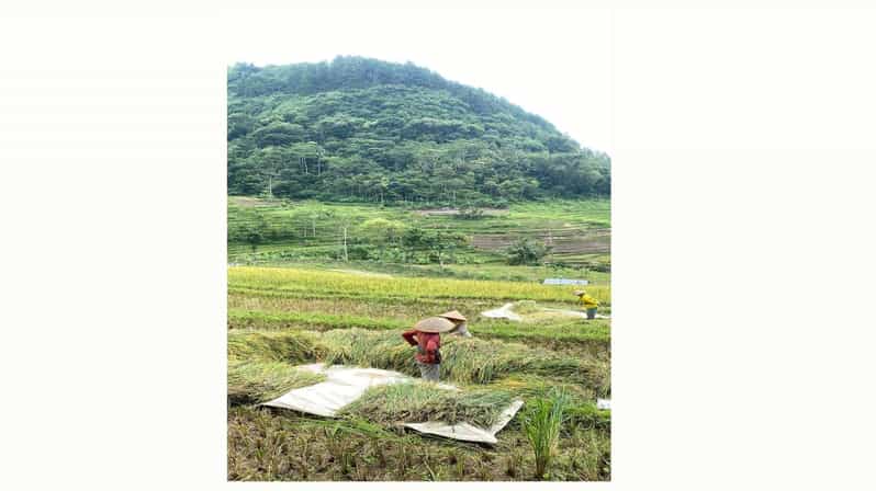 Rice Terraces Selogriyo Temple: Trekking Tour Include Ticket | GetYourGuide