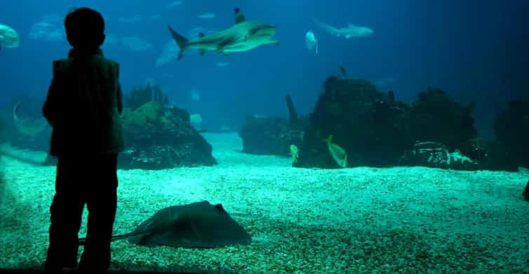 Desde Buenos Aires: Visita al Zoo de Temaiken con ticket de entrada ...
