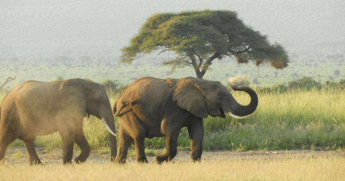 Z Nairobi: Wycieczka 1-dniowa do Parku Narodowego Amboseli i ...