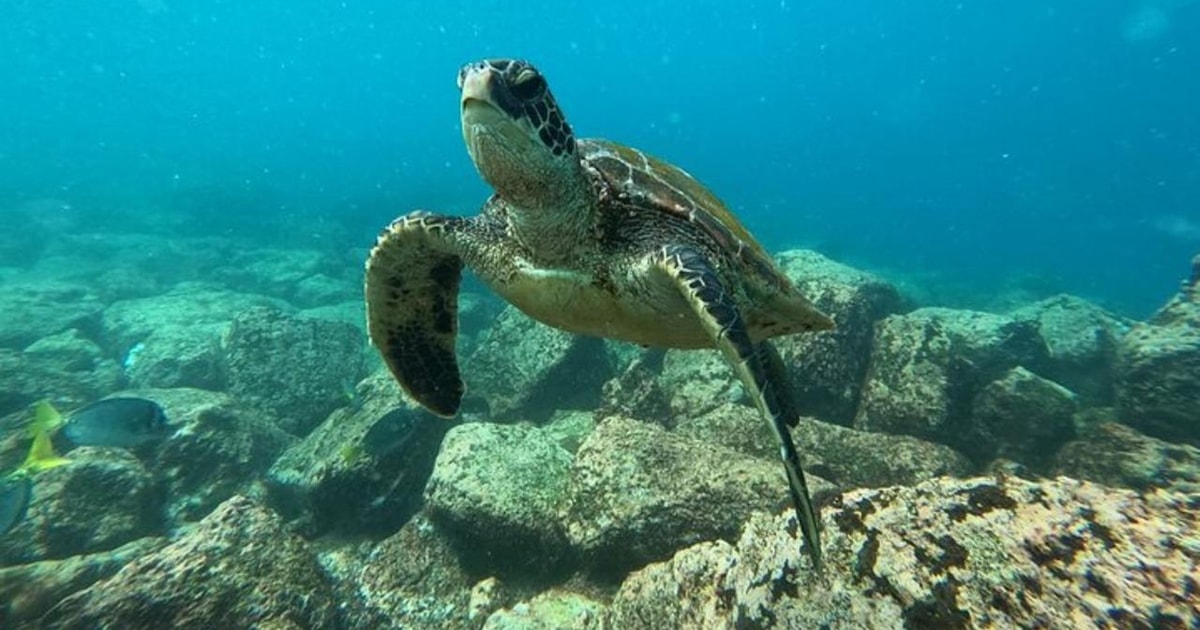 Von Pto Ayora aus: Tagestour nach Floreana & Cormorant Point | GetYourGuide