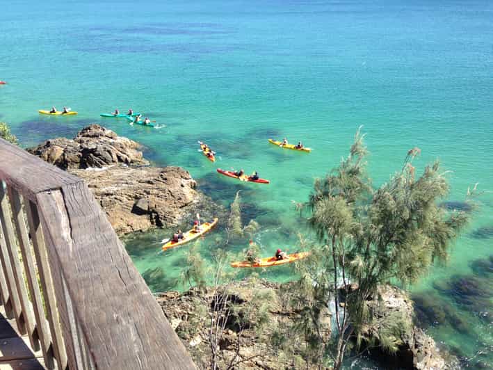 Byron Bay: Kayak with Dolphins Tour | GetYourGuide