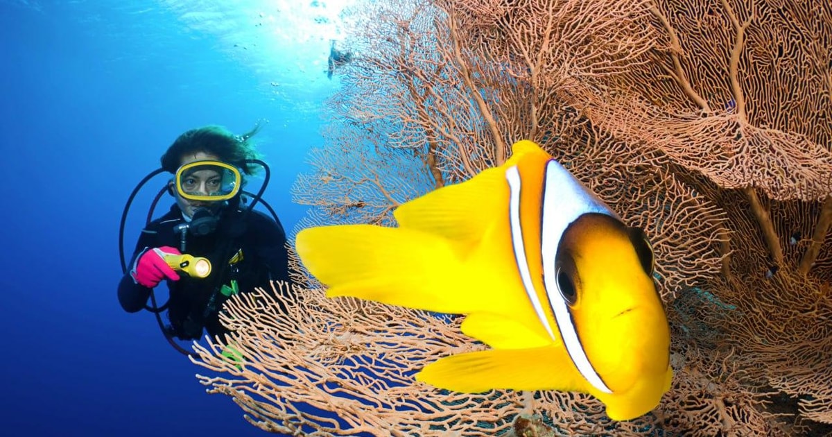 Racha Yai/Noi: Try Scuba Diving with 3 Dives for Beginners | GetYourGuide