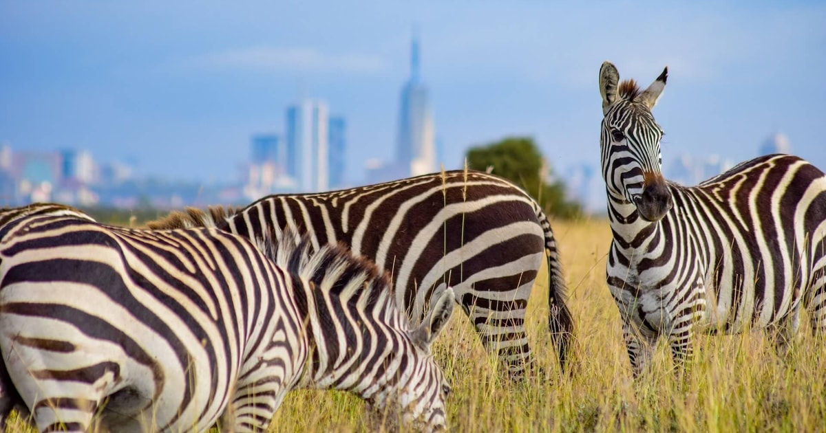 Nairobi; National Park Game Drive Tour with pickup | GetYourGuide