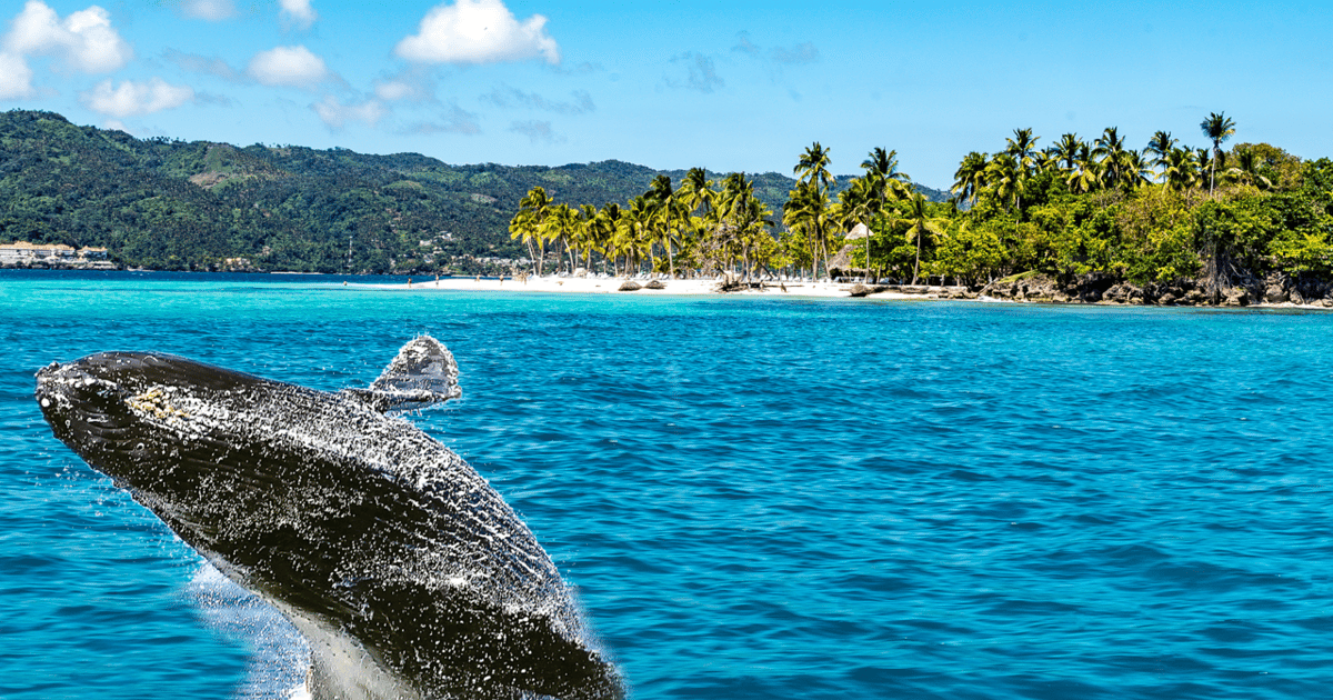 Seasonal Humpback Whale Watching Experience in Samaná Bay | GetYourGuide