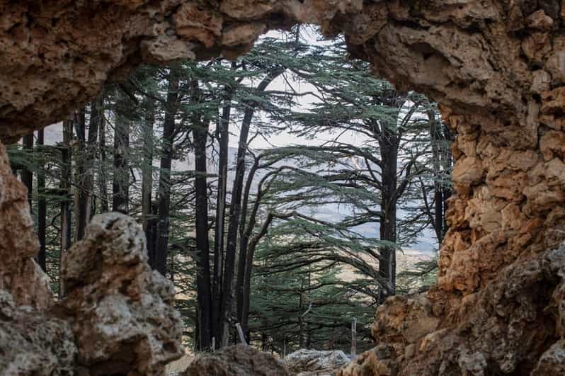 The BEST Cedars Of God Bsharri Tours 2024 - FREE Cancellation | GetYourGuide