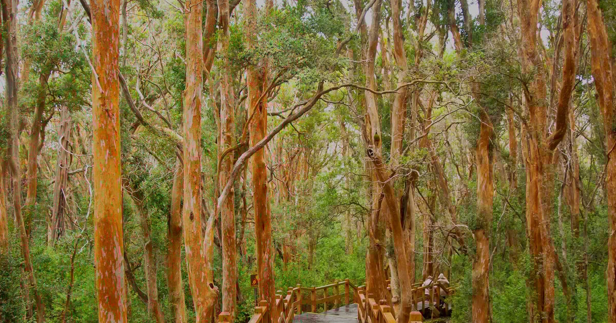 Bariloche: en barco a Isla Victoria y bosque de arrayanes | GetYourGuide