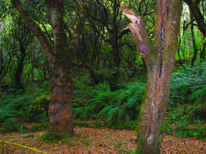 Madeira: Queimadas, Caldeirão Verde and Levada Walk | GetYourGuide