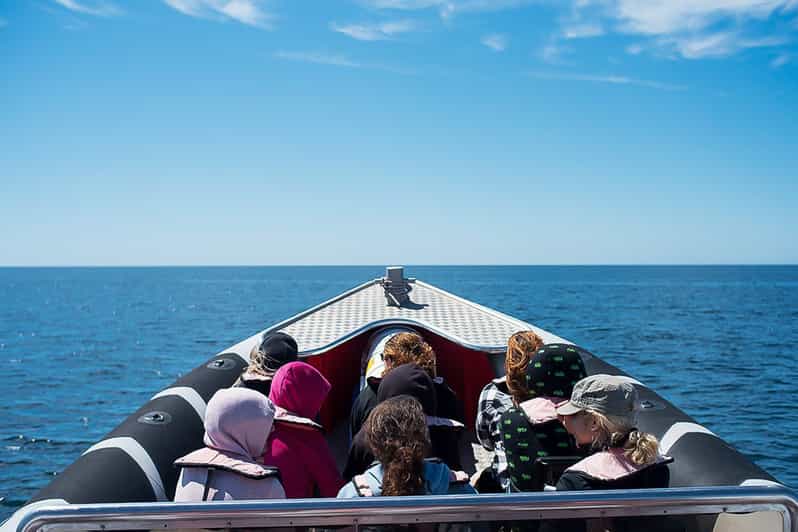 Portimão:Dolphin Watching Tour with a Marine Biologist Guide | GetYourGuide