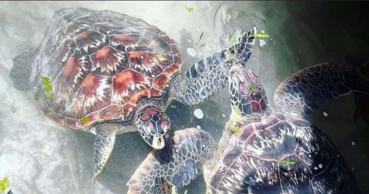 Swimming with Turtles at the Natural Aquarium | GetYourGuide